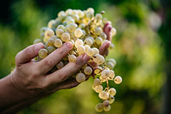 コンタリーニContarini : ワイナリー情報 : WINE TO STYLE